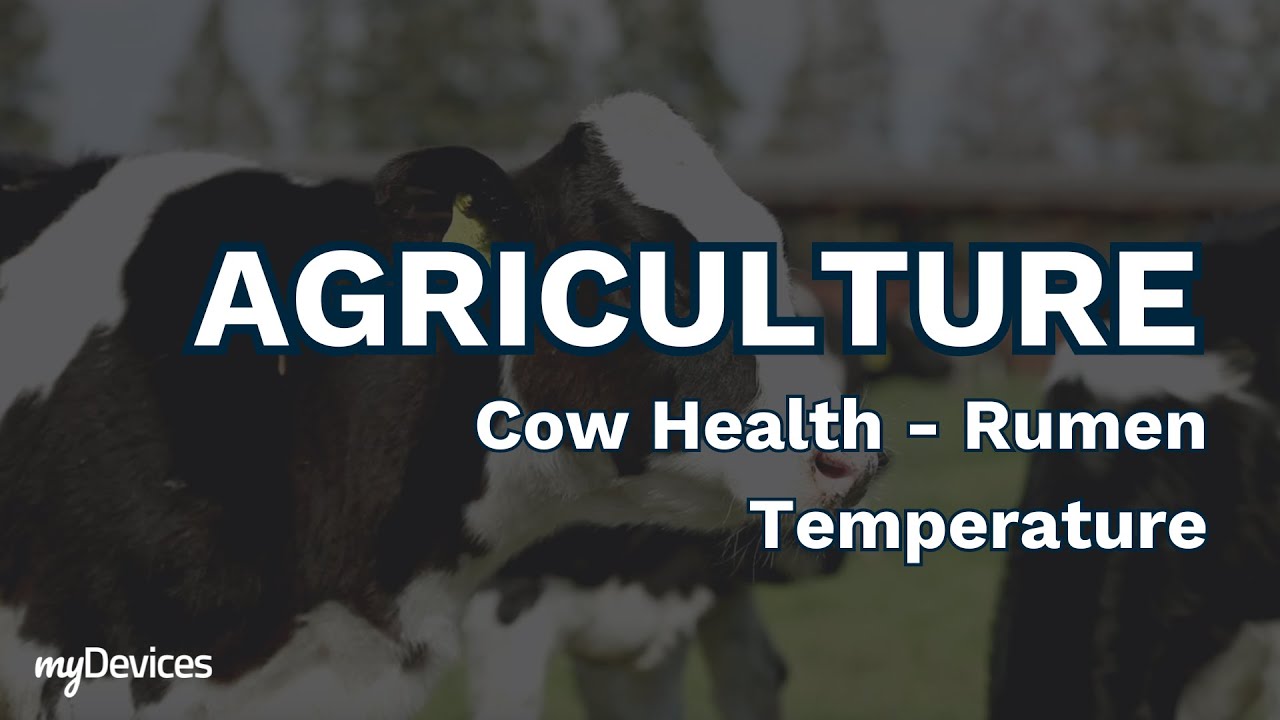 Agriculture - Cow Health: Rumen Temperature - YouTube