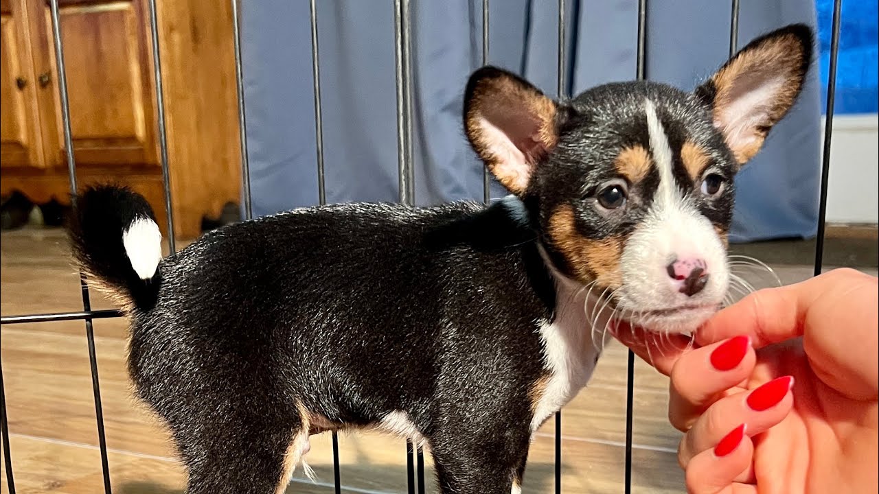 Omari, Trindle Basenji Male - YouTube