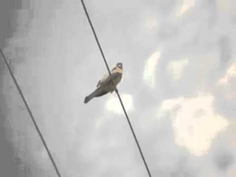 Live Voice Recording of Papiha (Love Bird) - YouTube