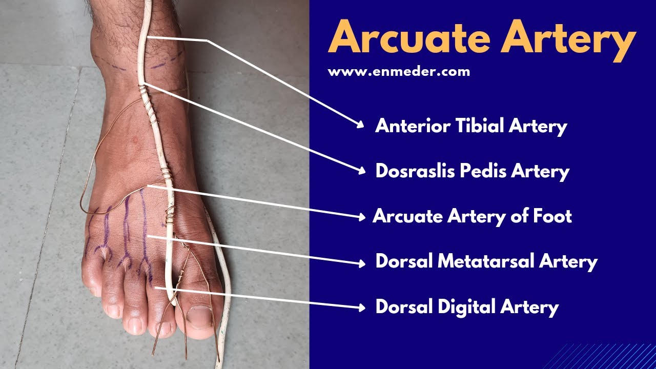Dorsalis Pedis Artery 3/3 | Arcuate Artery of Foot | The Charsi of ...