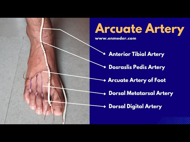 Dorsalis Pedis Artery