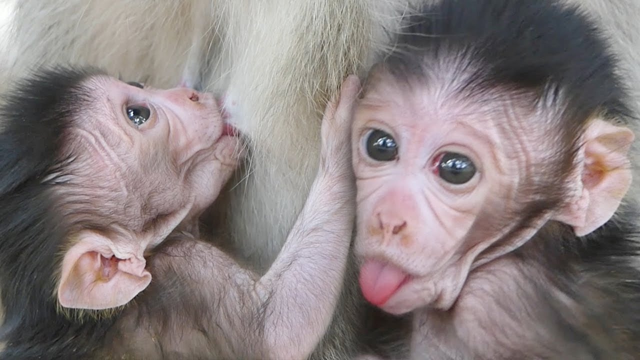 Comely Baby Trying To Drink Milk, Cute Baby animals Video - YouTube