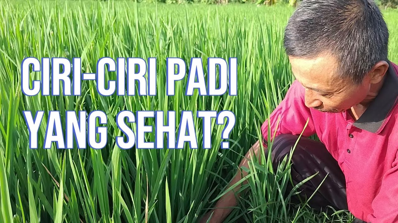 CIRI-CIRI PADI YANG SEHAT #SeriesEdukasiTani - YouTube