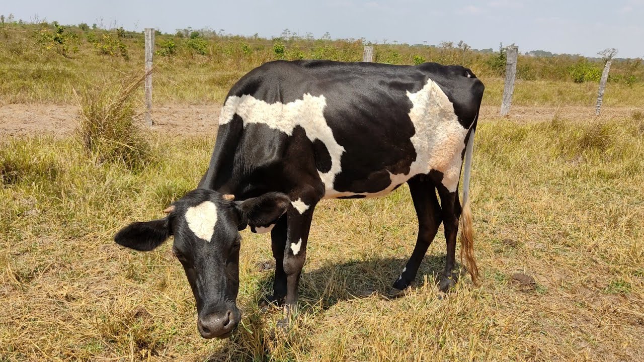 Vaca muito magra - YouTube