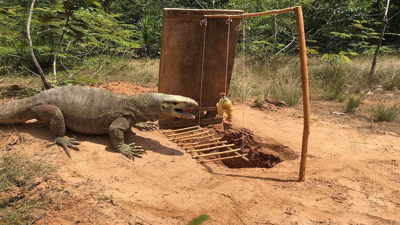 Building Komodo Dragon Trap Using Big Wood Paiute Deadfall - YouTube
