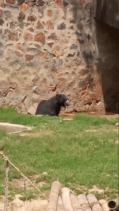 Giant Bear Killed a Python - YouTube