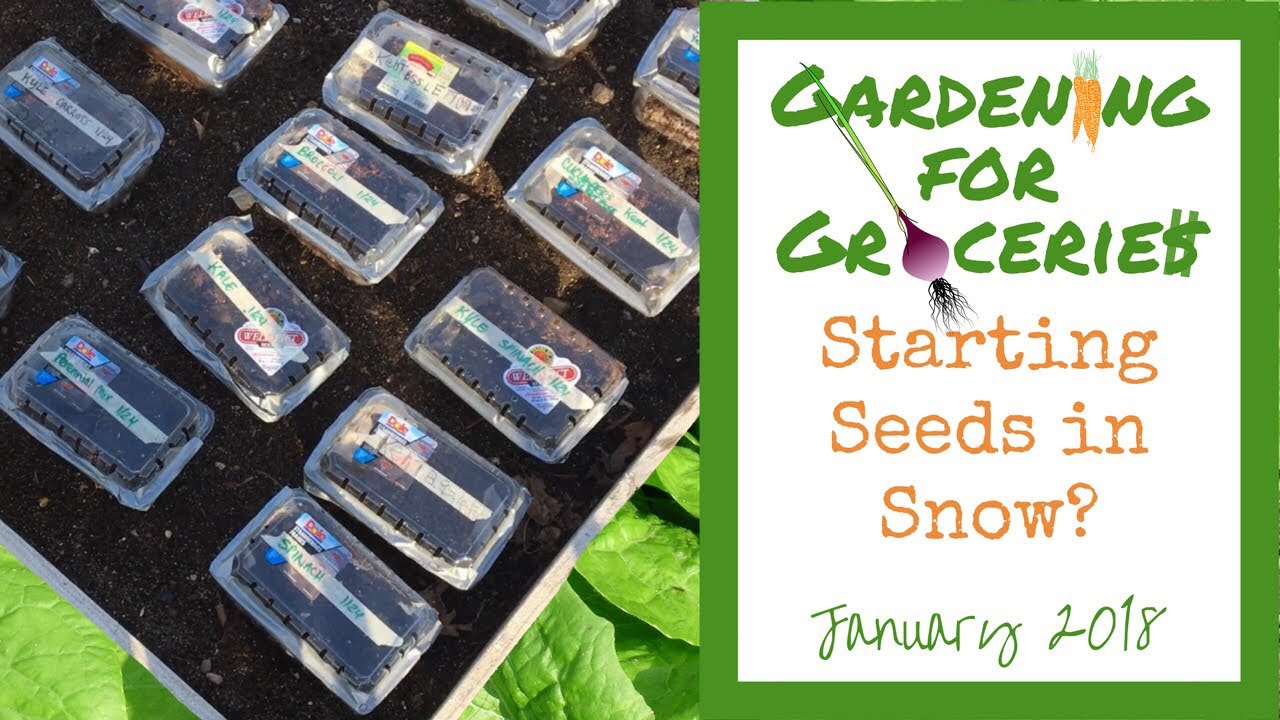 Starting Seeds in Snow? Winter Sowing - Gardening for Groceries ...