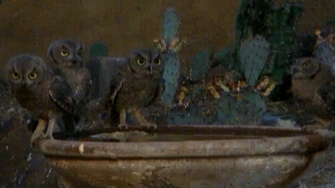 6 owls - YouTube
