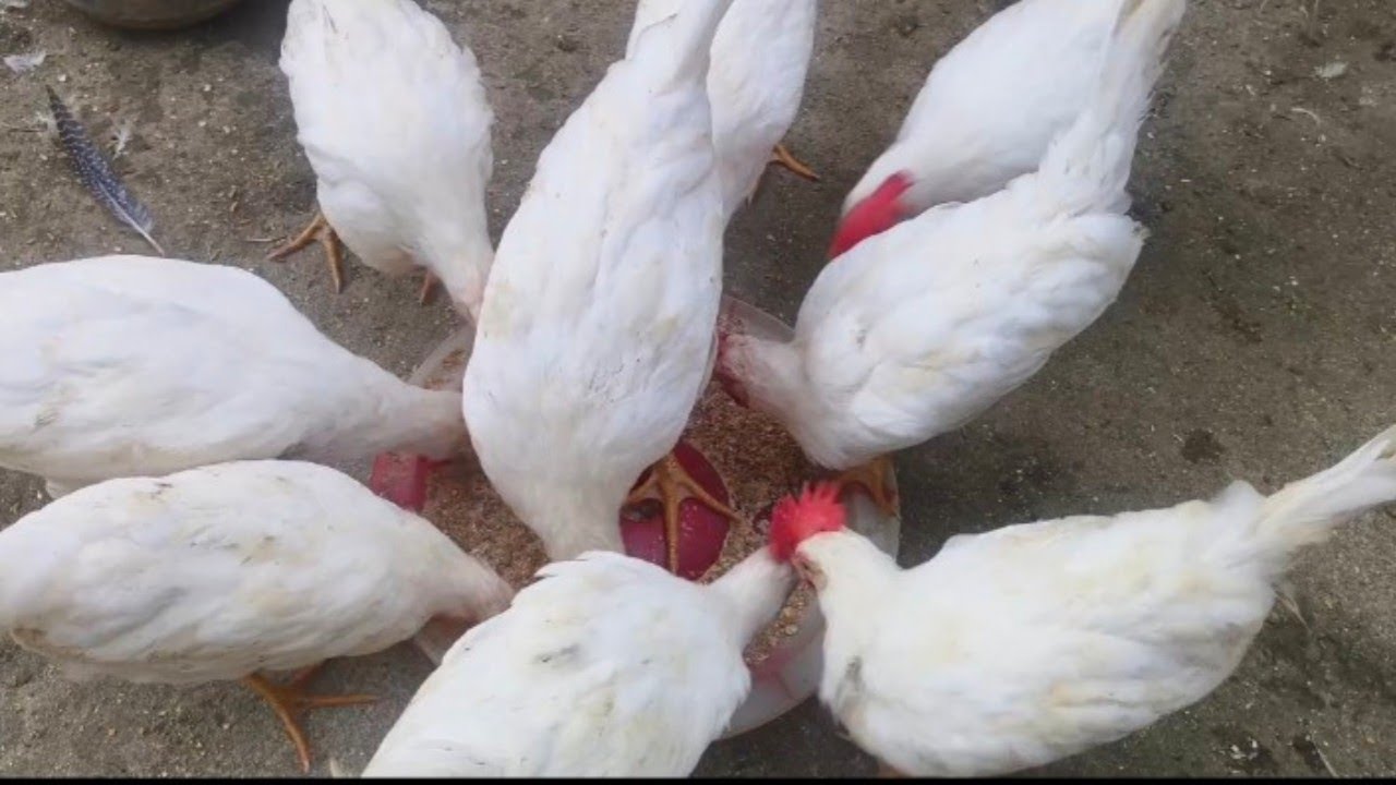 BV 300 Layer hen feeding time open range - YouTube