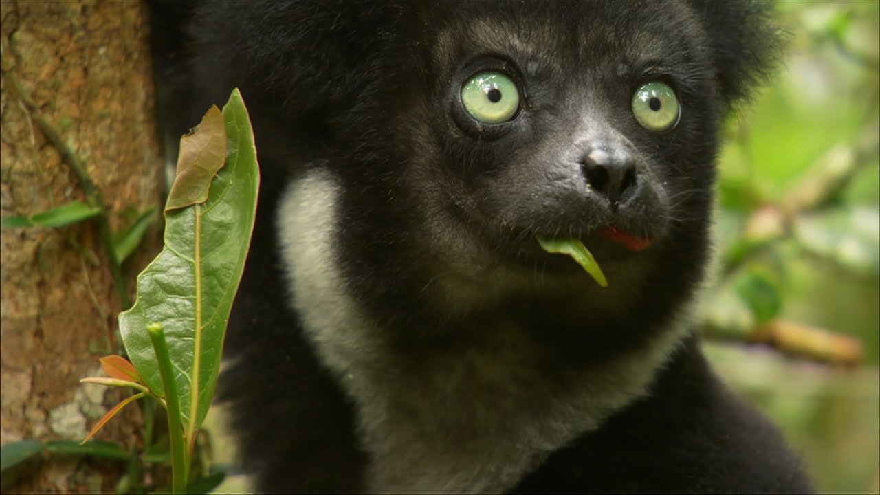 Madagascar: Island of Monsters | Wildest Africa | 4K | - YouTube