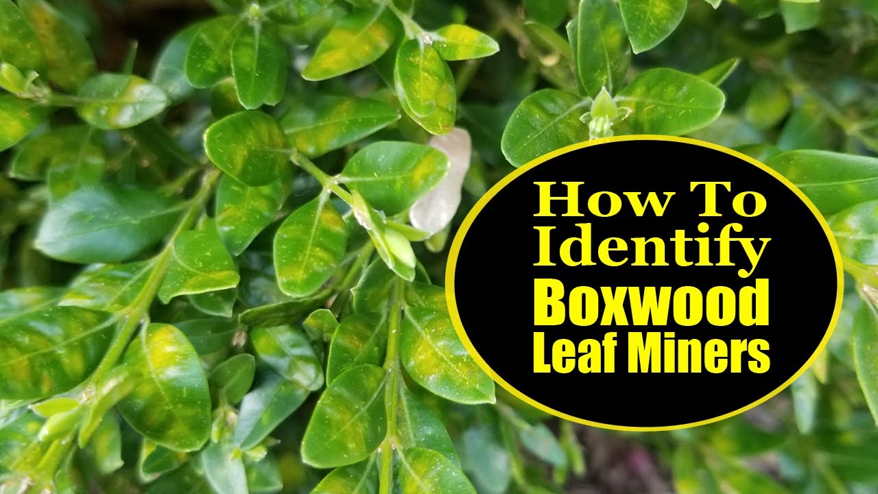 How to Identify Leaf Miner Insects - YouTube
