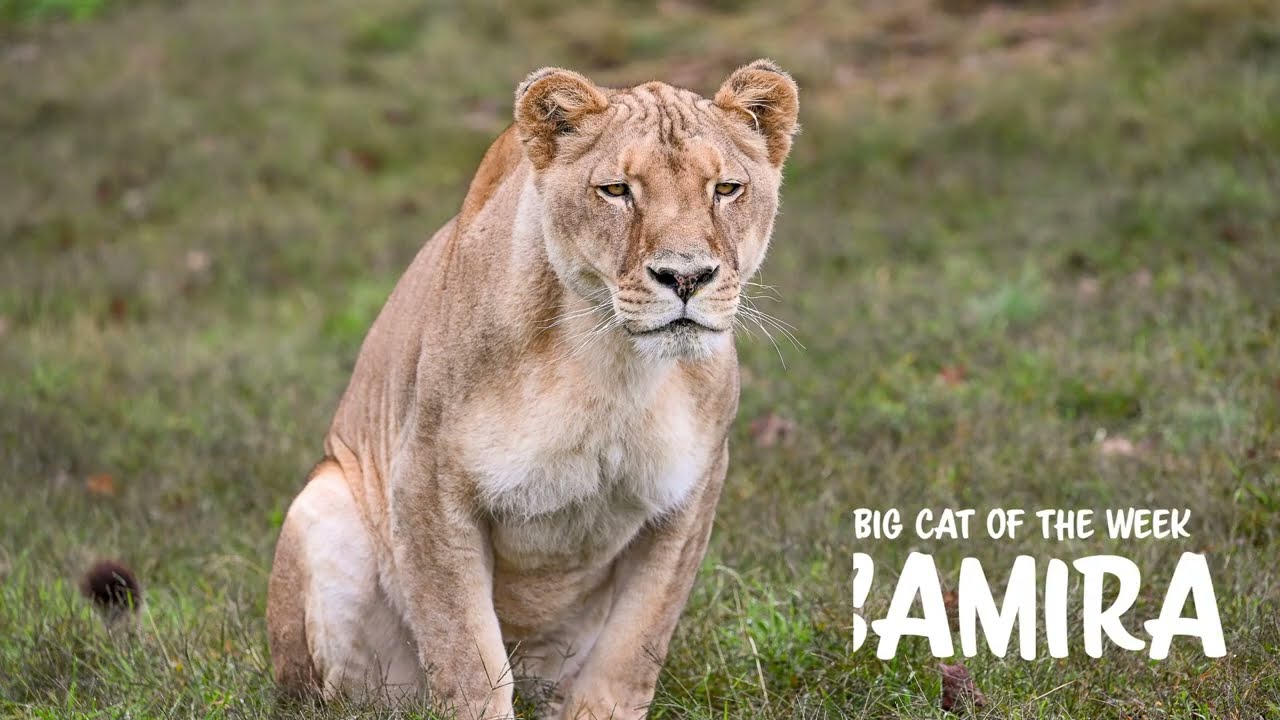 Big Cat of the Week - Samira - YouTube