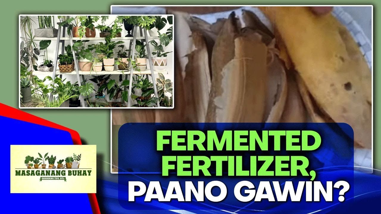 Paano mag-ferment ng balat ng saging at mangga? - YouTube