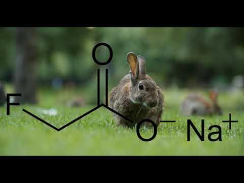 Australia's Rabbit Story | The Untold Ecological Disaster of Invasive ...