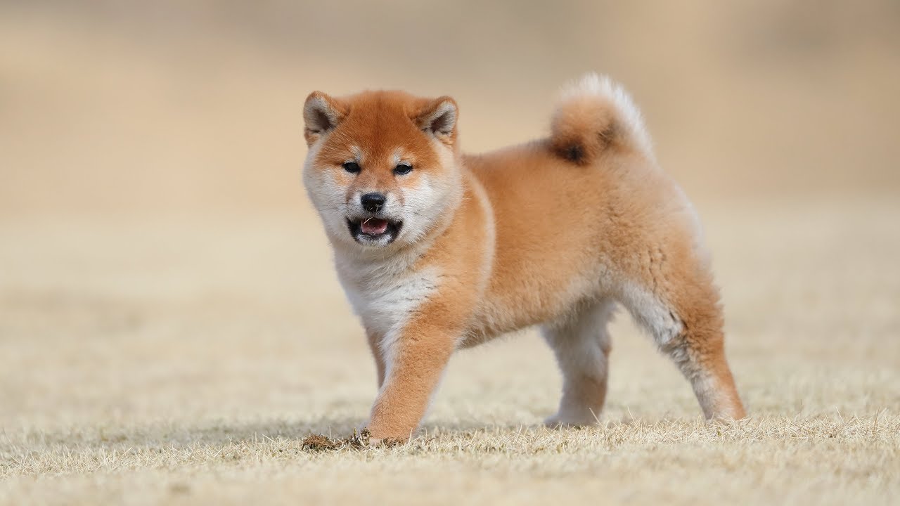 ID3575柴犬赤♀ - YouTube