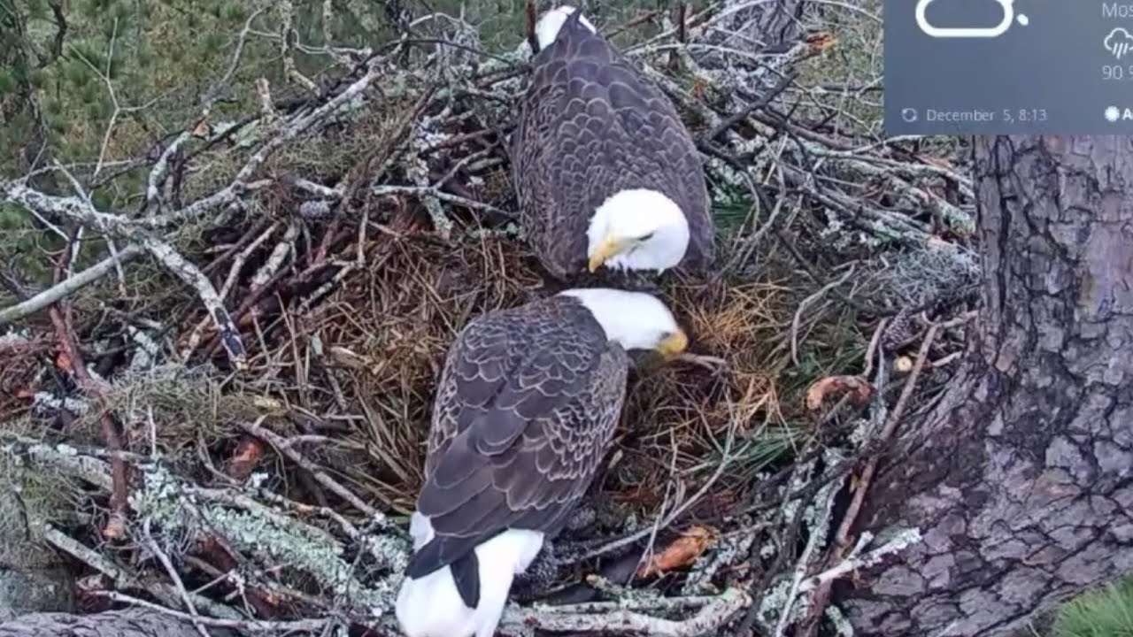 Male eagle 🦅 brings headless fish 🐟 for female | Kisatchie National ...