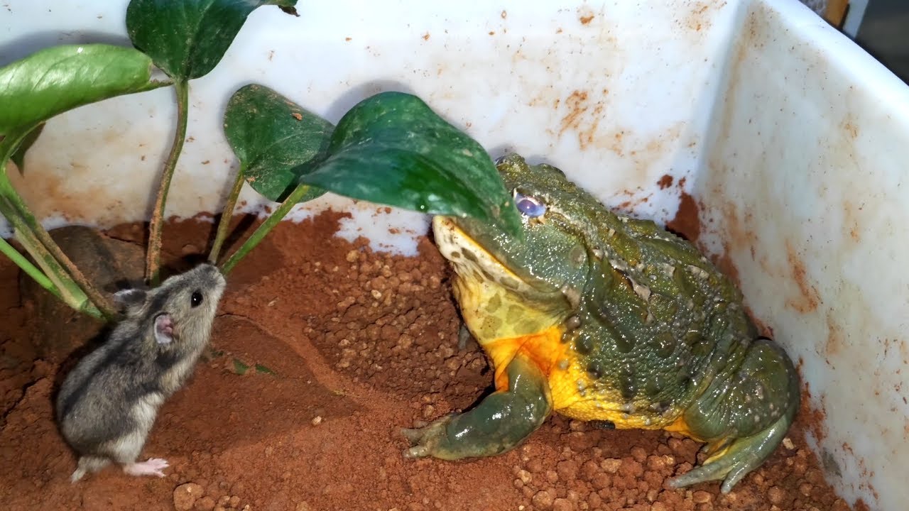 What Happen The African Bullfrog Sees The Hamsters? Live Feeding - YouTube