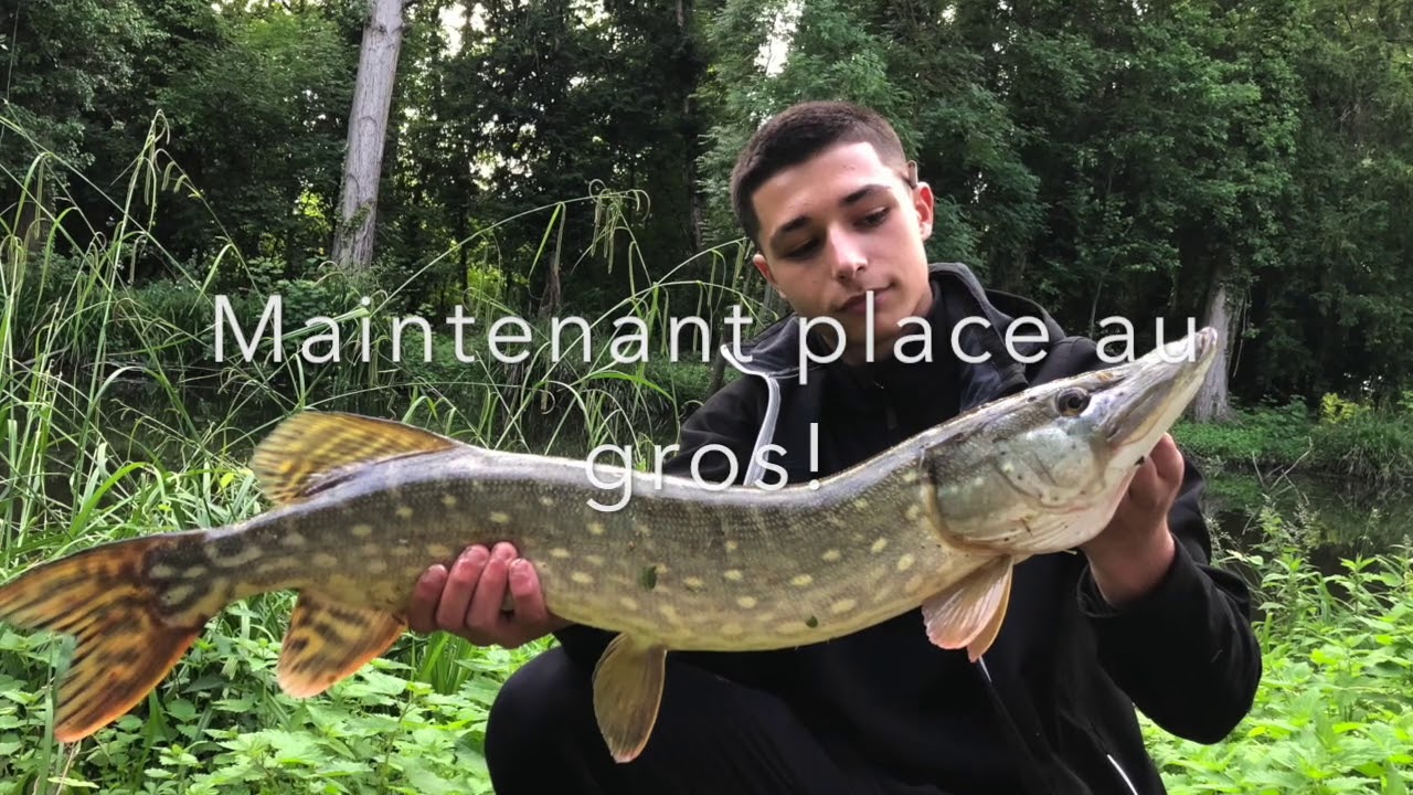 Pêche Du Brochet Au Vif Cest Gros Youtube