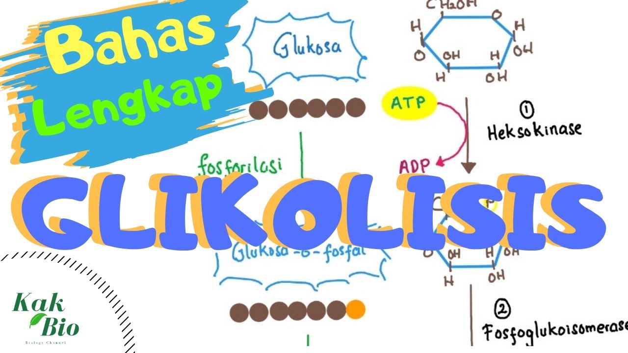Bahas Lengkap Glikolisis | Respirasi Aerob - YouTube