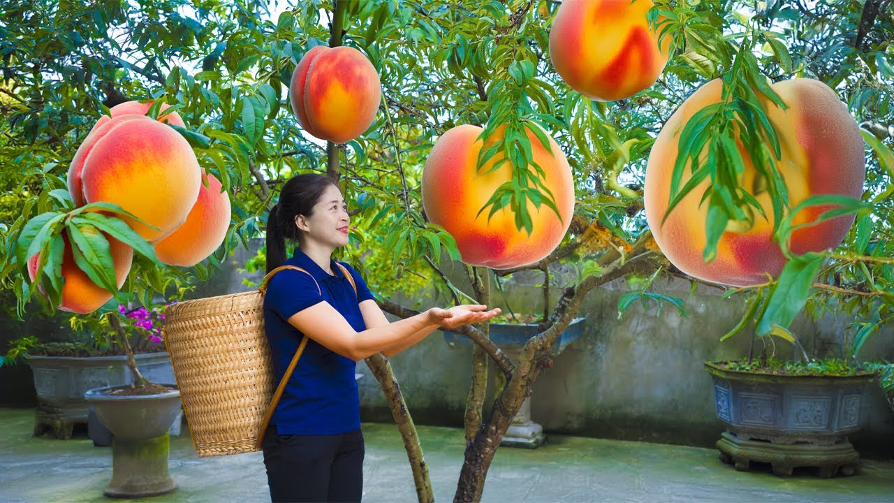 How To Harvest Peach & Goes To Market Sell | Harvesting And Cooking ...