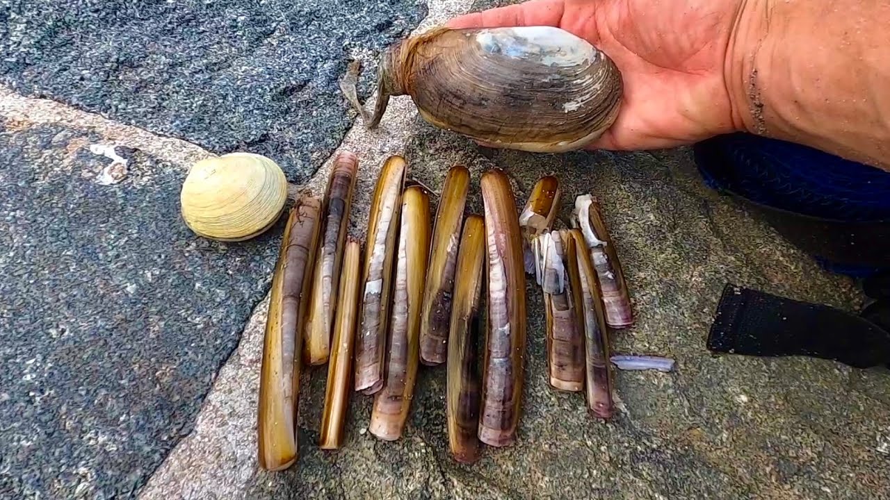 Razor Clam - Gaper Clam - Lobster foraging , Early Morning Boat Fishing ...