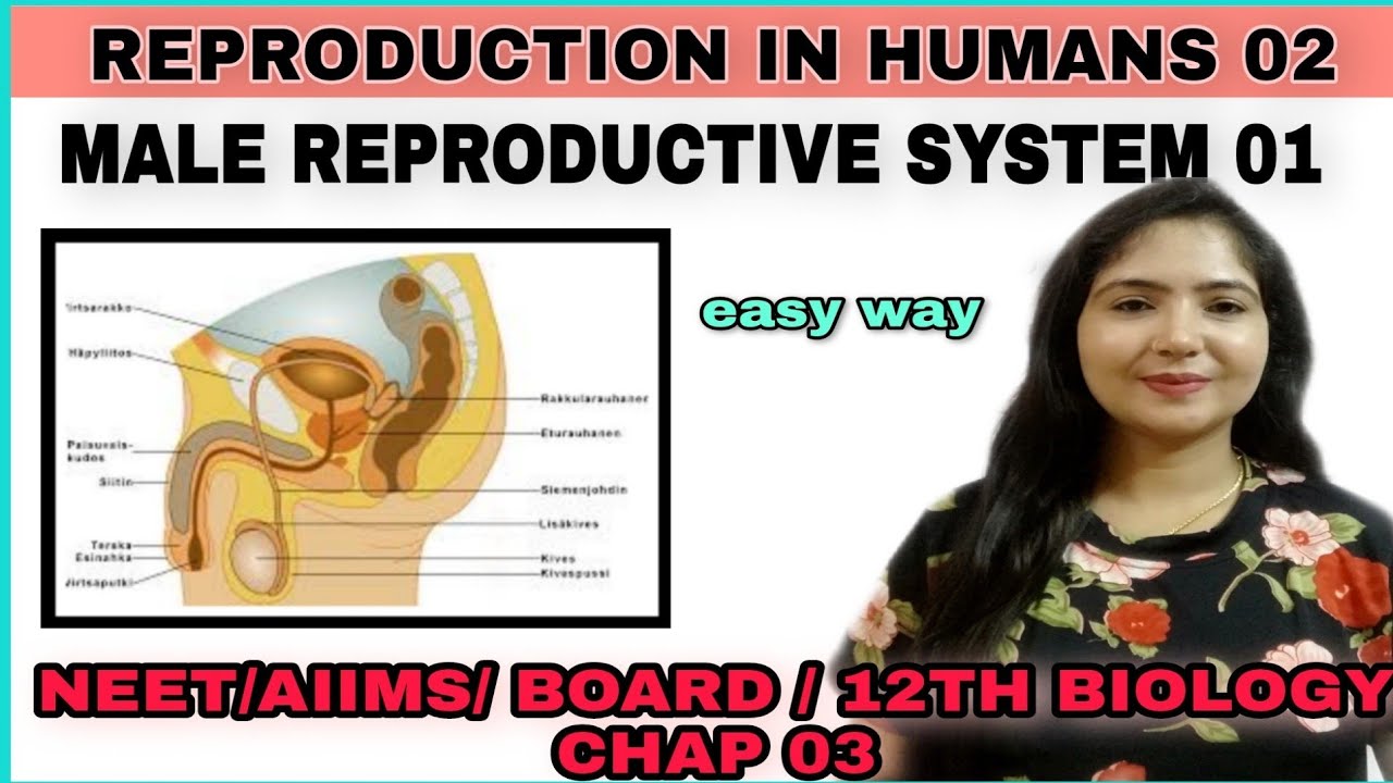 Male Reproductive System01 | Human Reproduction 02 | Anatomy Of Male ...