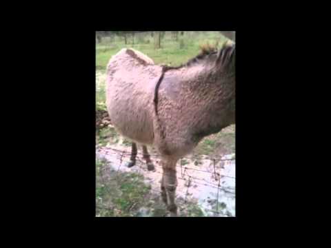 Unborn Donkey Moving - YouTube
