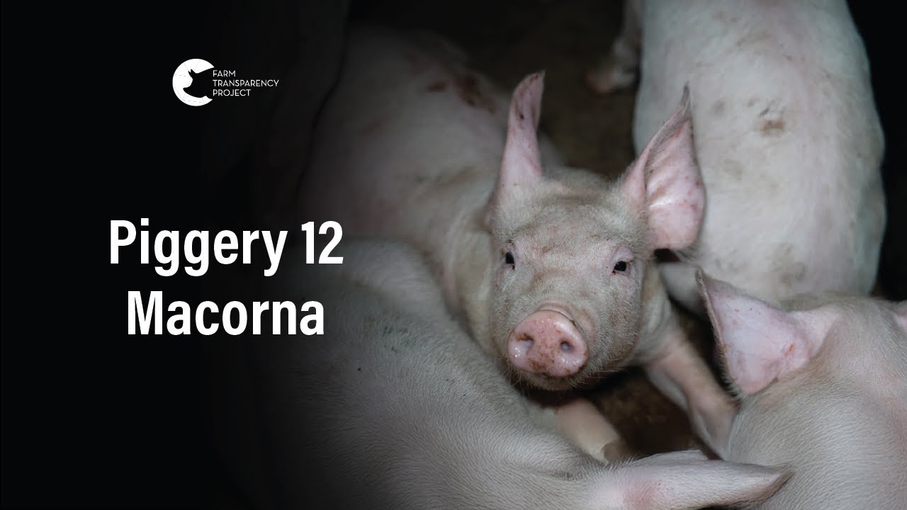 Macorna Piggery, Leitchville | Vic Pigs 2025 - YouTube
