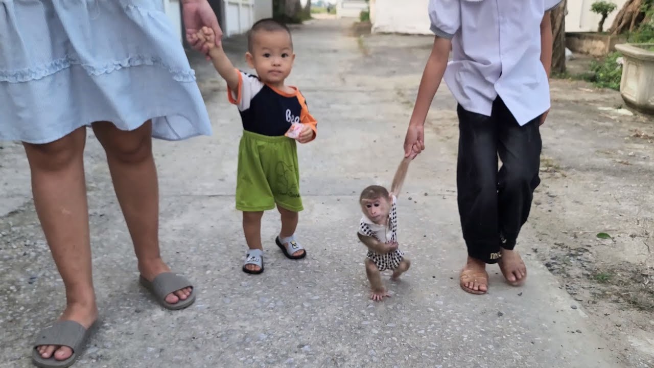 So cute😍 Monkey David walking with his family - YouTube