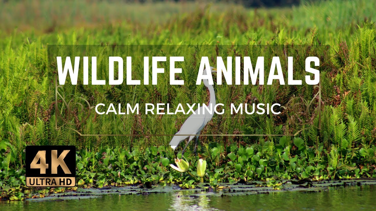 Beautiful 4k Wildlife Animals Video With Relaxing Music | Lac-20 - YouTube
