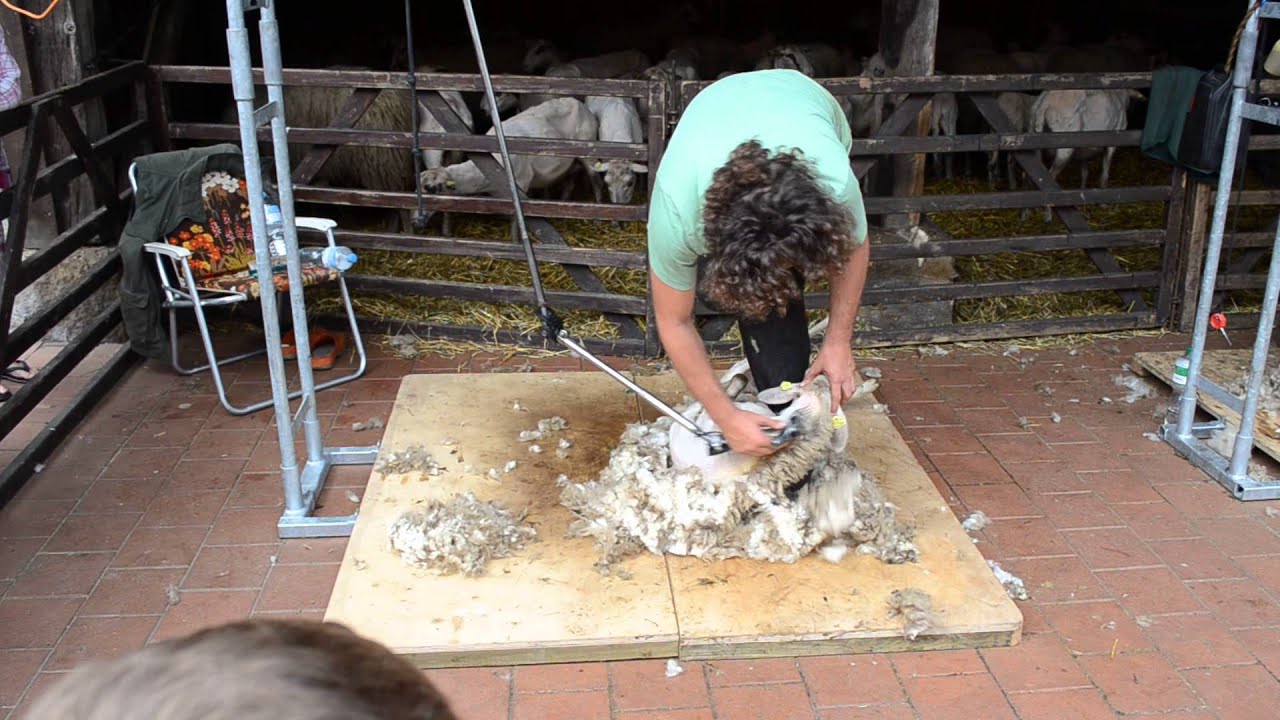 Tierpark Nordhorn - Schafschur - Schaap scheren - YouTube