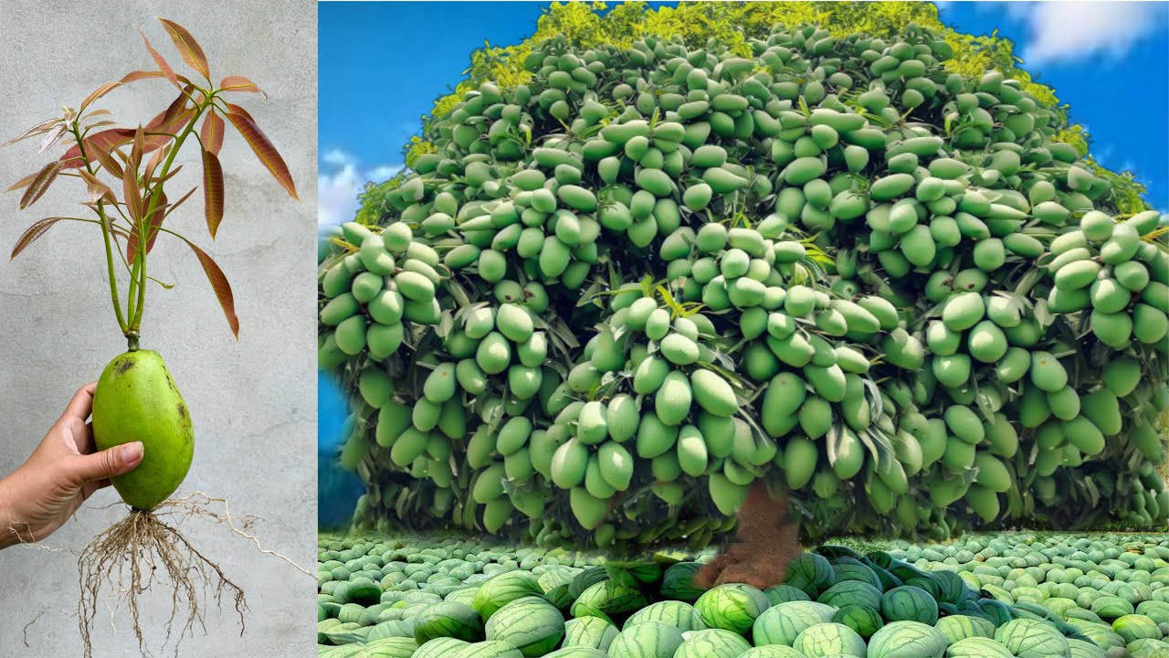 New Technique: Grafting Mango fruit To mango tree with watermelon, how ...