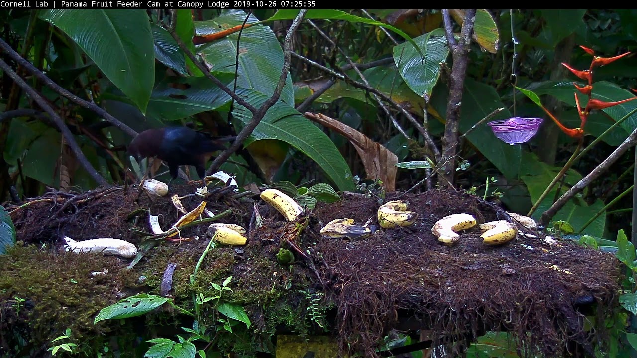 Chestnut-headed Oropendola Joined By A Tennessee Warbler - Oct 26, 2019 ...