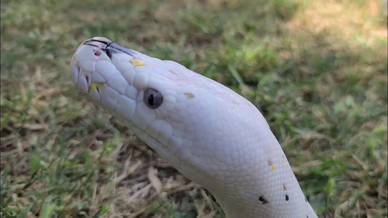 Golden Child Cow Reticulated Python - YouTube