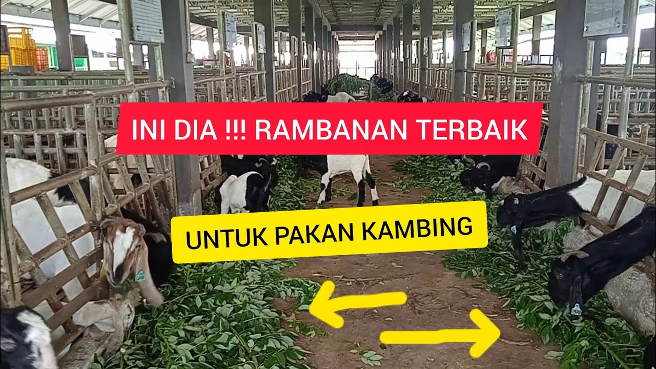 RAMBANAN PAKAN KAMBING BERPROTEIN TINGGI !!! - YouTube