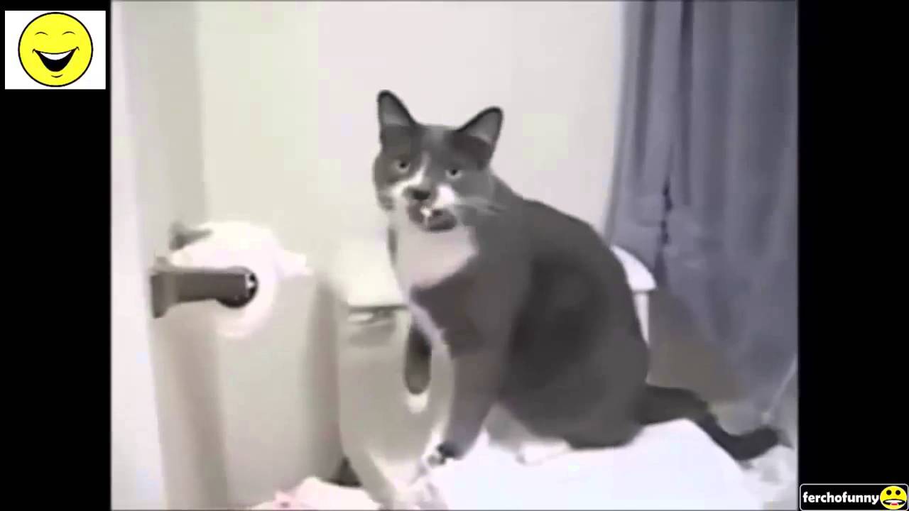 gatos chistosos y divertidos para morirse de la risa - YouTube