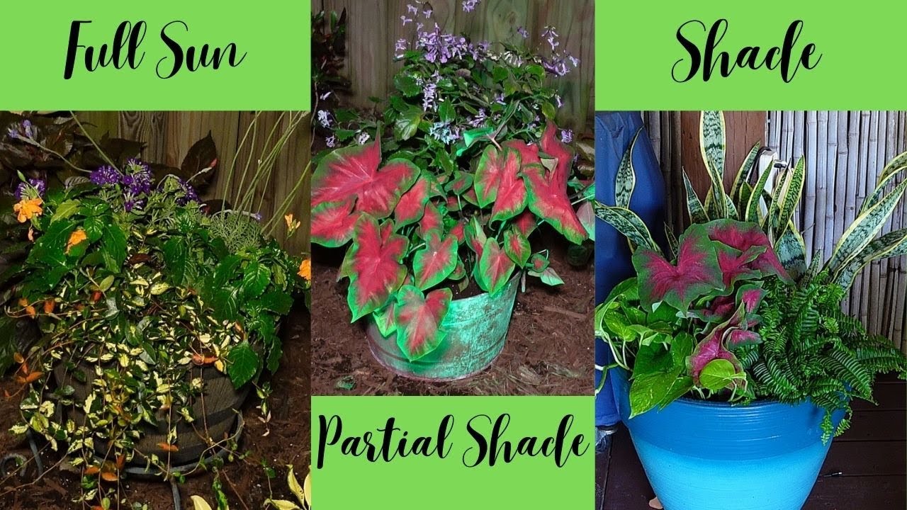 🌴 3 Types of Container Plants for Shade, Partial Shade and Full Sun ⛅🌞 ...
