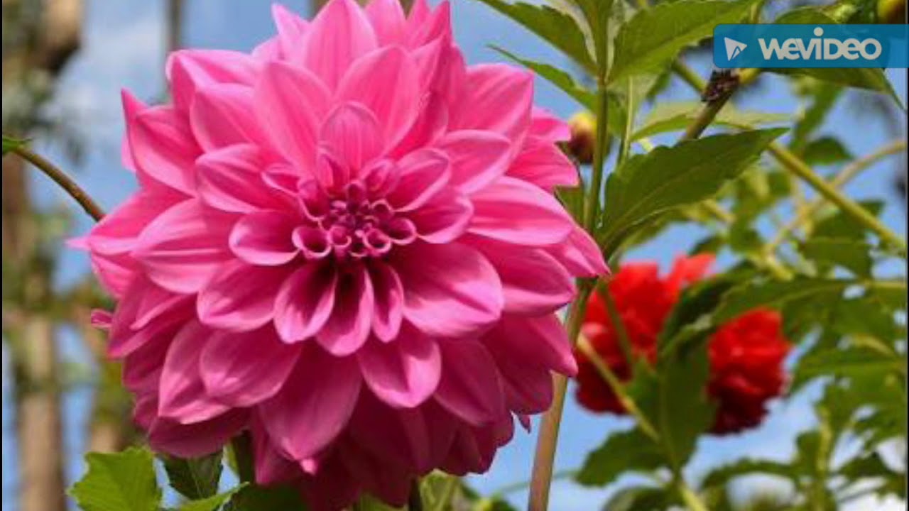 10 countries and their national flowers part-1 - YouTube