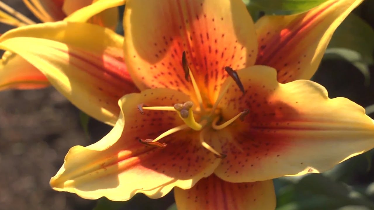 How to Grow Lilies | At Home With P. Allen Smith - YouTube