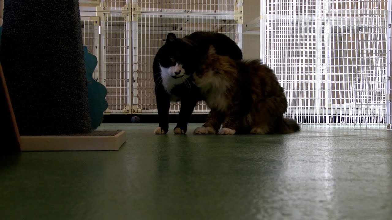 A look inside the Cal Poly Cat Program - YouTube