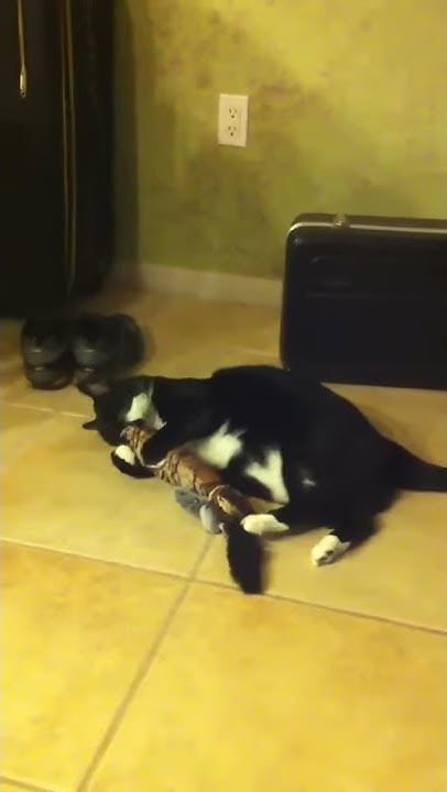Cat on catnip - YouTube