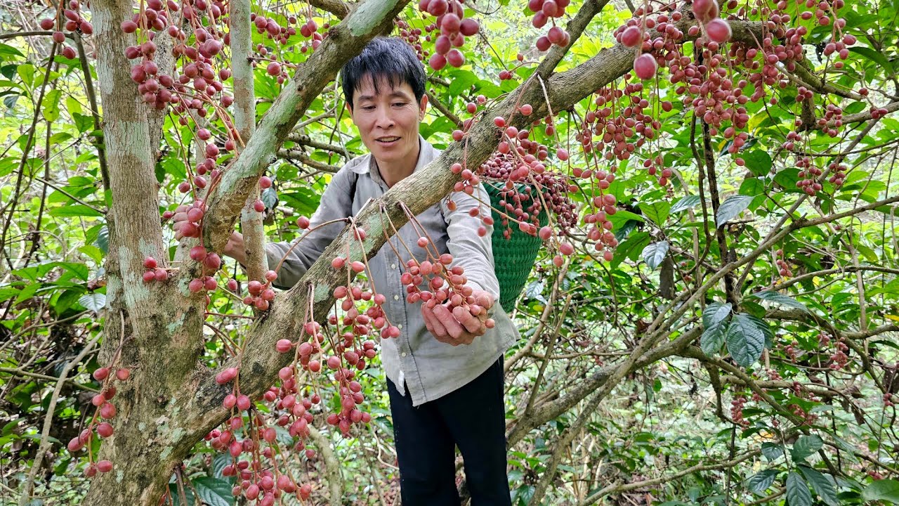 Harvest Fireballs Fruit Go Market Sell - Build Bathtub Of Flower In ...