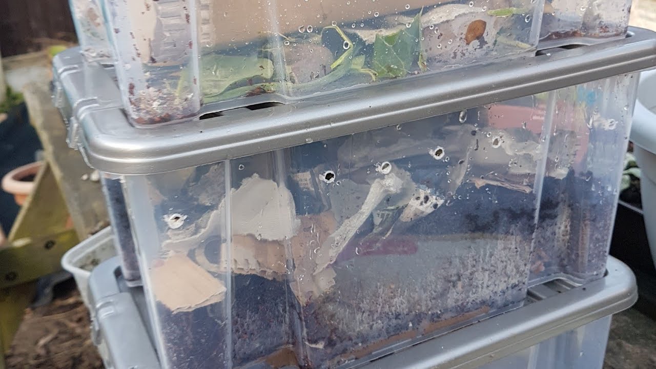 DIY wormery - YouTube