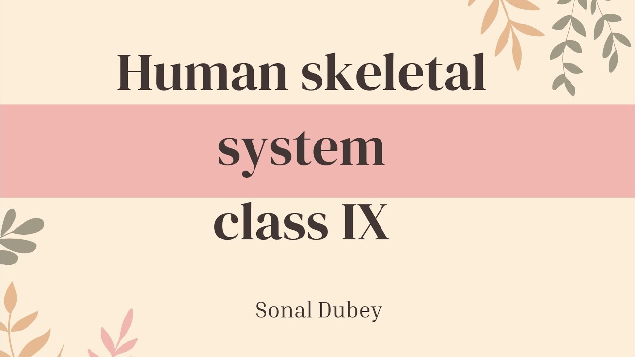 Human skeletal system / class IX/ ICSE board - YouTube