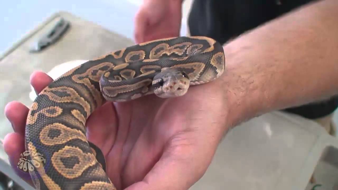 Ball Python Unboxing #5 - YouTube