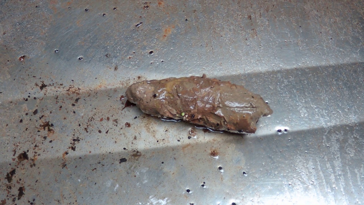 ワニのウンチ Crocodile poop - YouTube