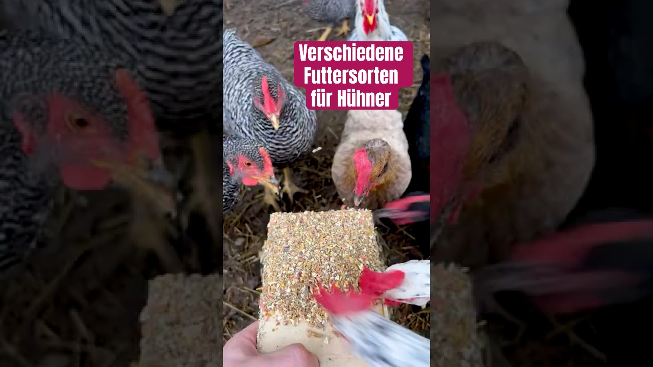 Fressen Huhner Erdbeeren
