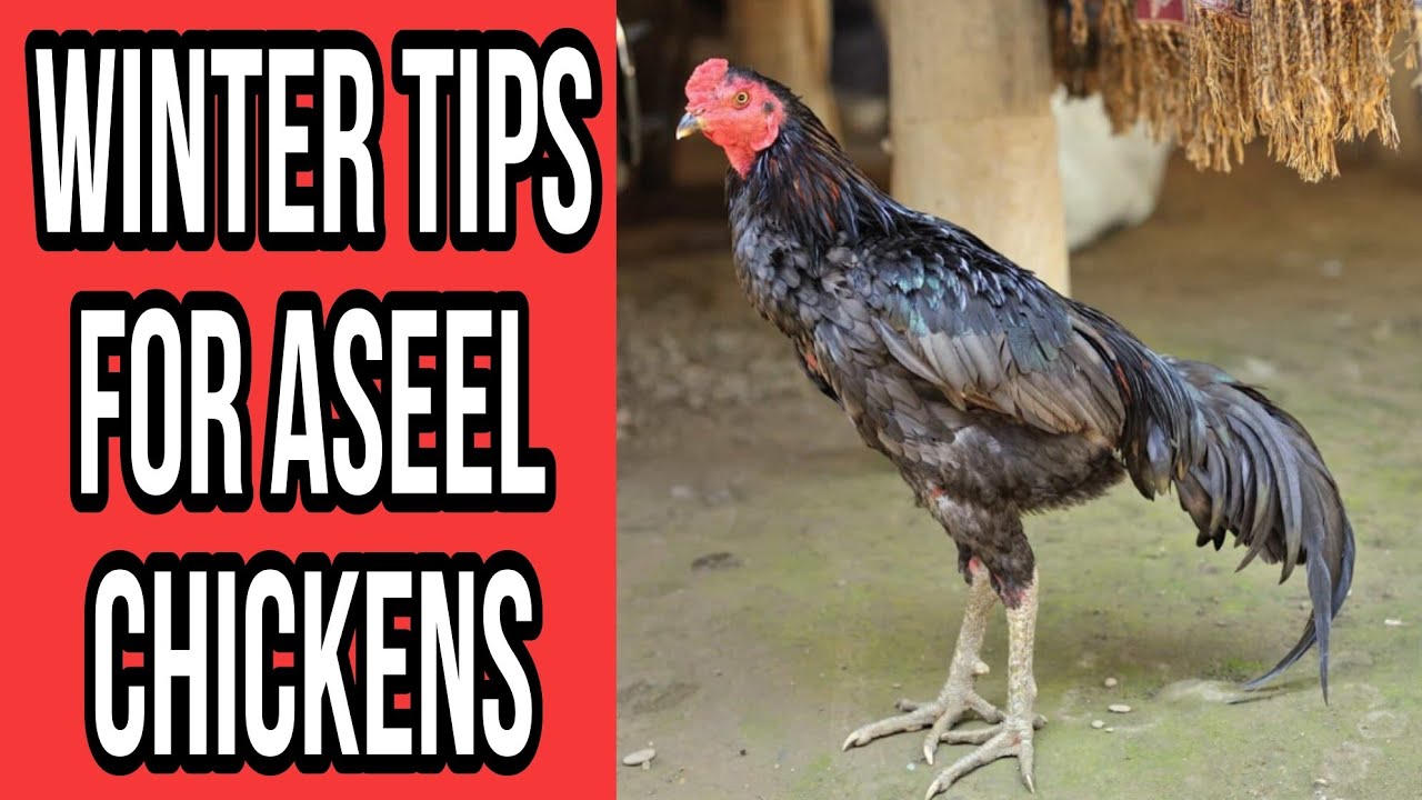 Winter Tips For Aseel Chickens || Junaid Khan Aseels - YouTube