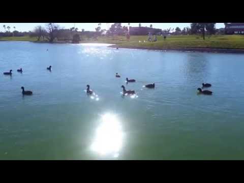 Duck Fart