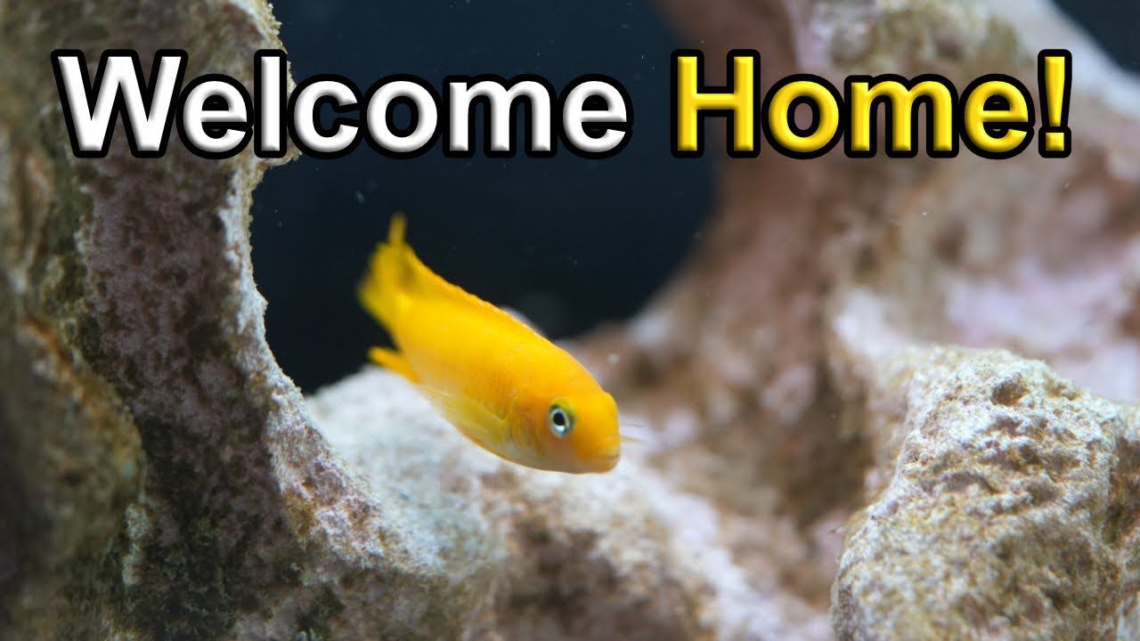 Nighttime Unboxing: New Saulosi Fish Settle In Without Stress! - YouTube